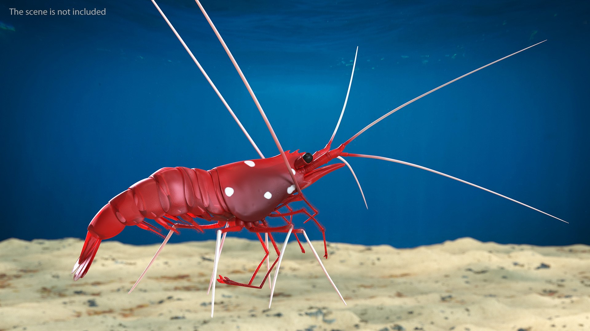 3D Model Scarlet Skunk Cleaner Shrimp Fur - TurboSquid 2050976
