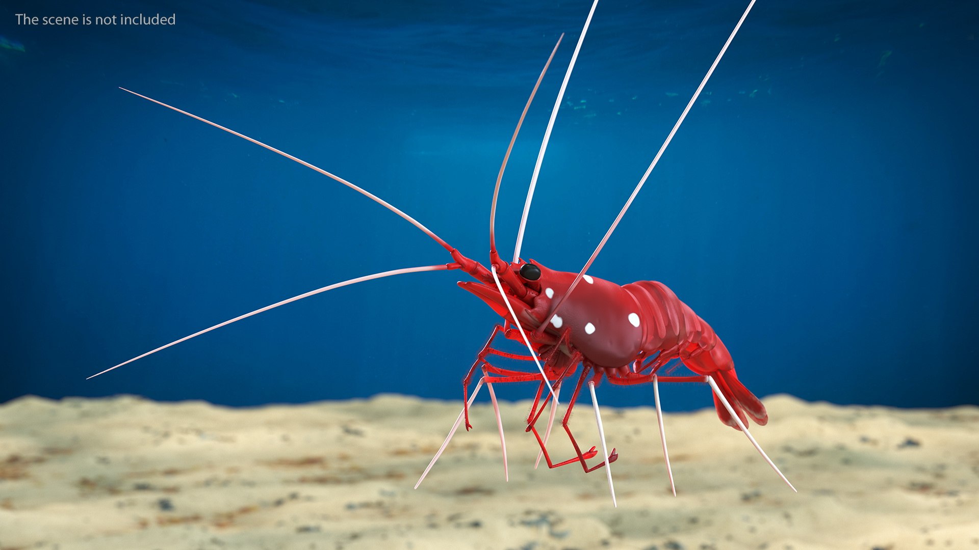 3D Model Scarlet Skunk Cleaner Shrimp Fur - TurboSquid 2050976