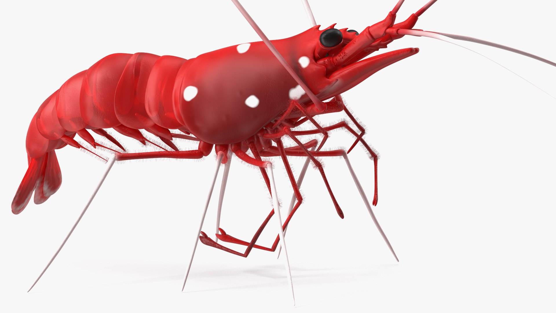 3D Model Scarlet Skunk Cleaner Shrimp Fur - TurboSquid 2050976