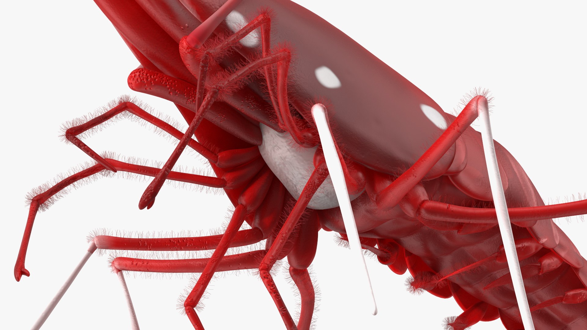 3D Model Scarlet Skunk Cleaner Shrimp Fur - TurboSquid 2050976