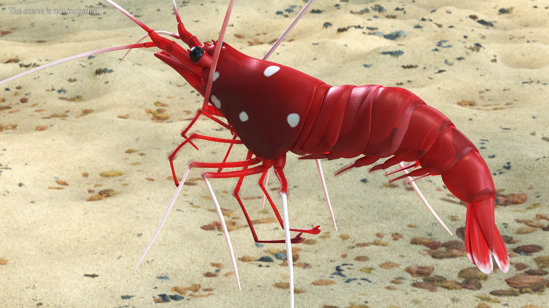 3D Model Scarlet Skunk Cleaner Shrimp Fur - TurboSquid 2050976