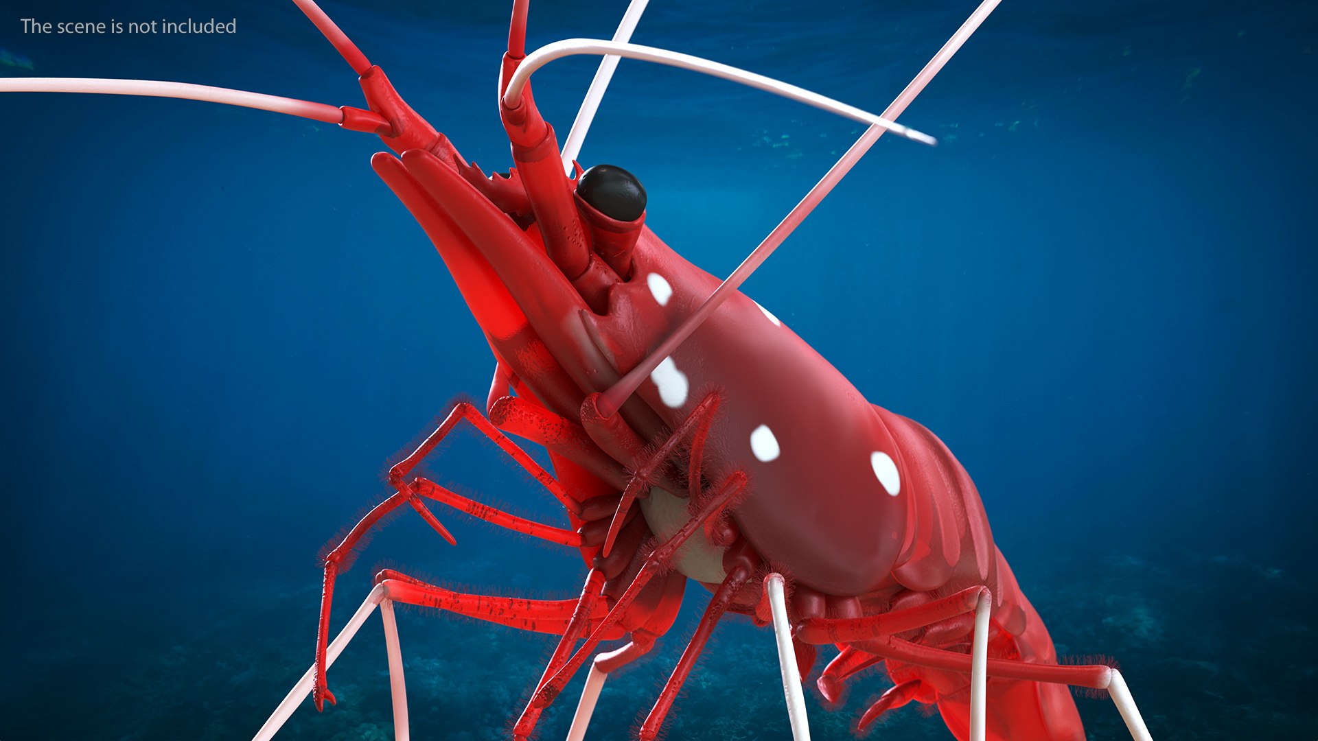 3D Model Scarlet Skunk Cleaner Shrimp Fur - TurboSquid 2050976