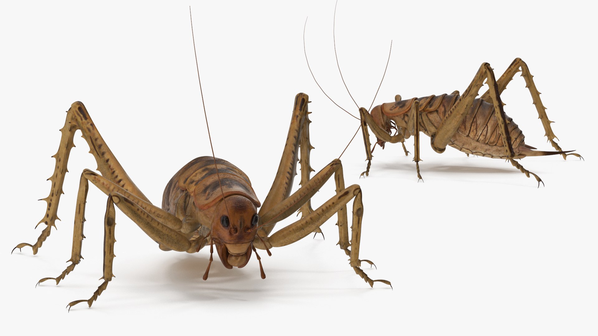 3D Giant Weta Rigged - TurboSquid 2211812