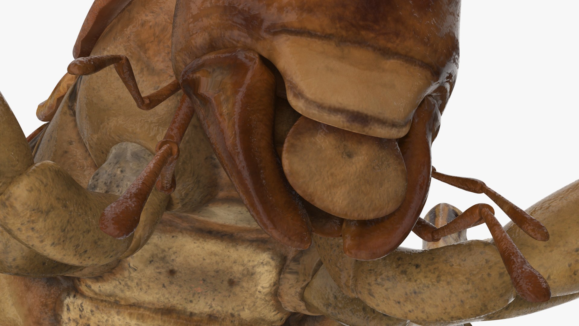 3D Giant Weta Rigged - TurboSquid 2211812