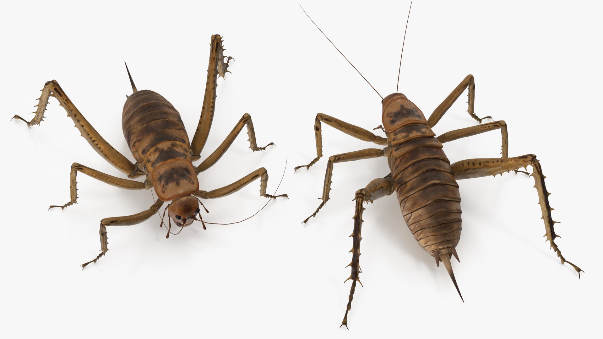 3D Giant Weta Rigged - TurboSquid 2211812
