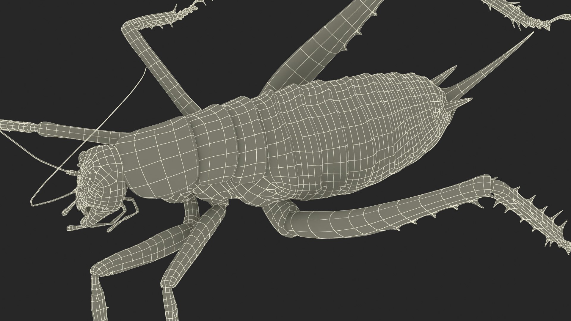 3D Giant Weta Rigged - TurboSquid 2211812
