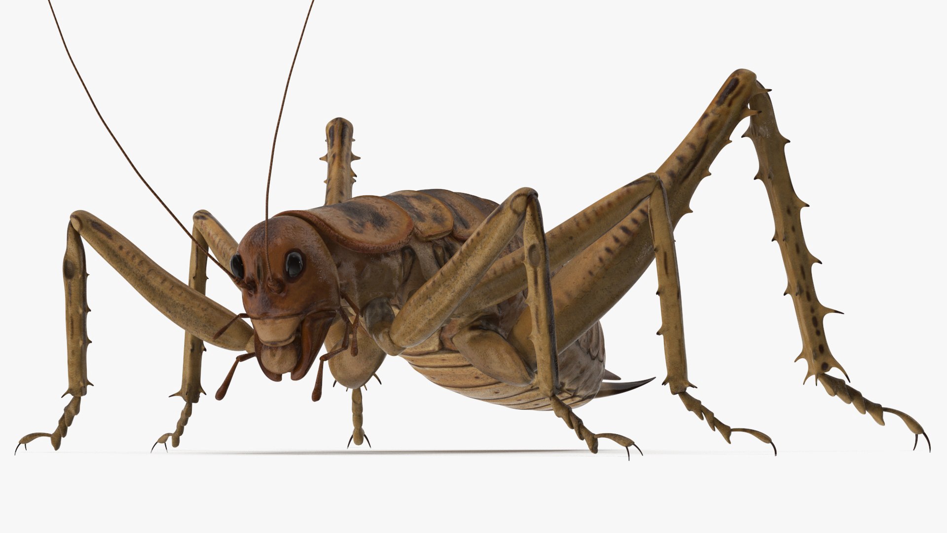 3D Giant Weta Rigged - TurboSquid 2211812