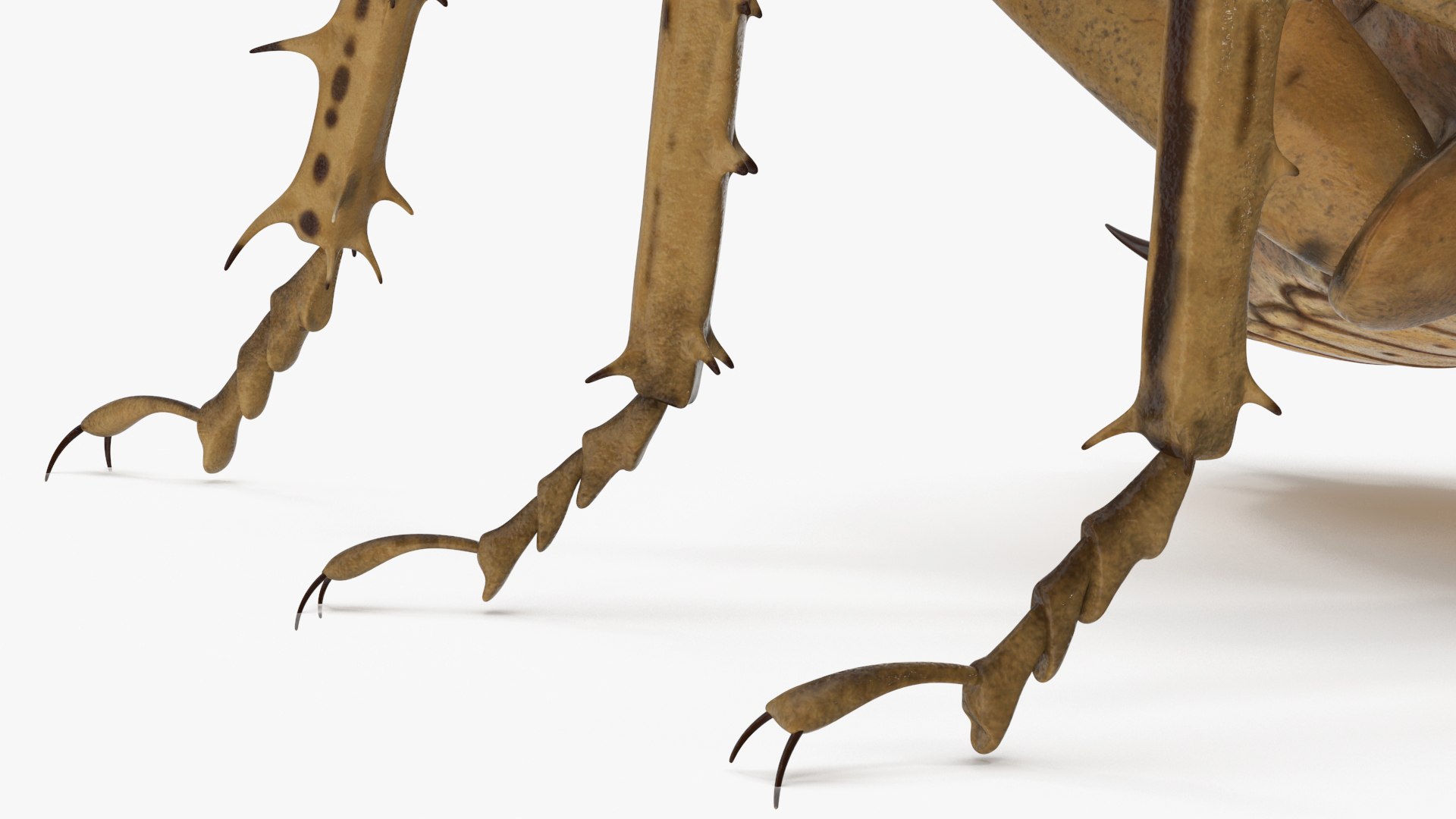 3D Giant Weta Rigged - TurboSquid 2211812