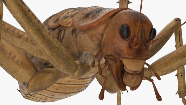 modelo 3d Weta gigante aparejado - TurboSquid 2211812