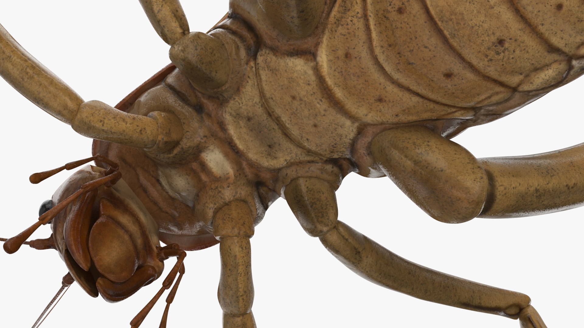 3D Giant Weta Rigged - TurboSquid 2211812