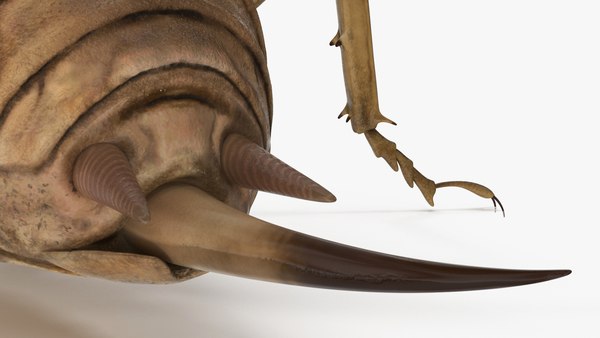 modelo 3d Weta gigante aparejado - TurboSquid 2211812