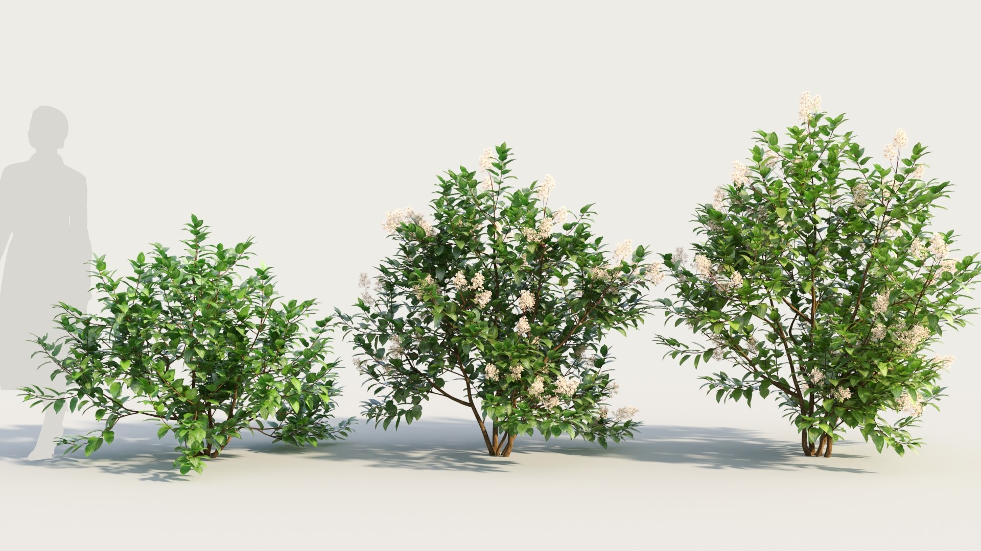 3D Ceanothus Americanus B Model - TurboSquid 2184654