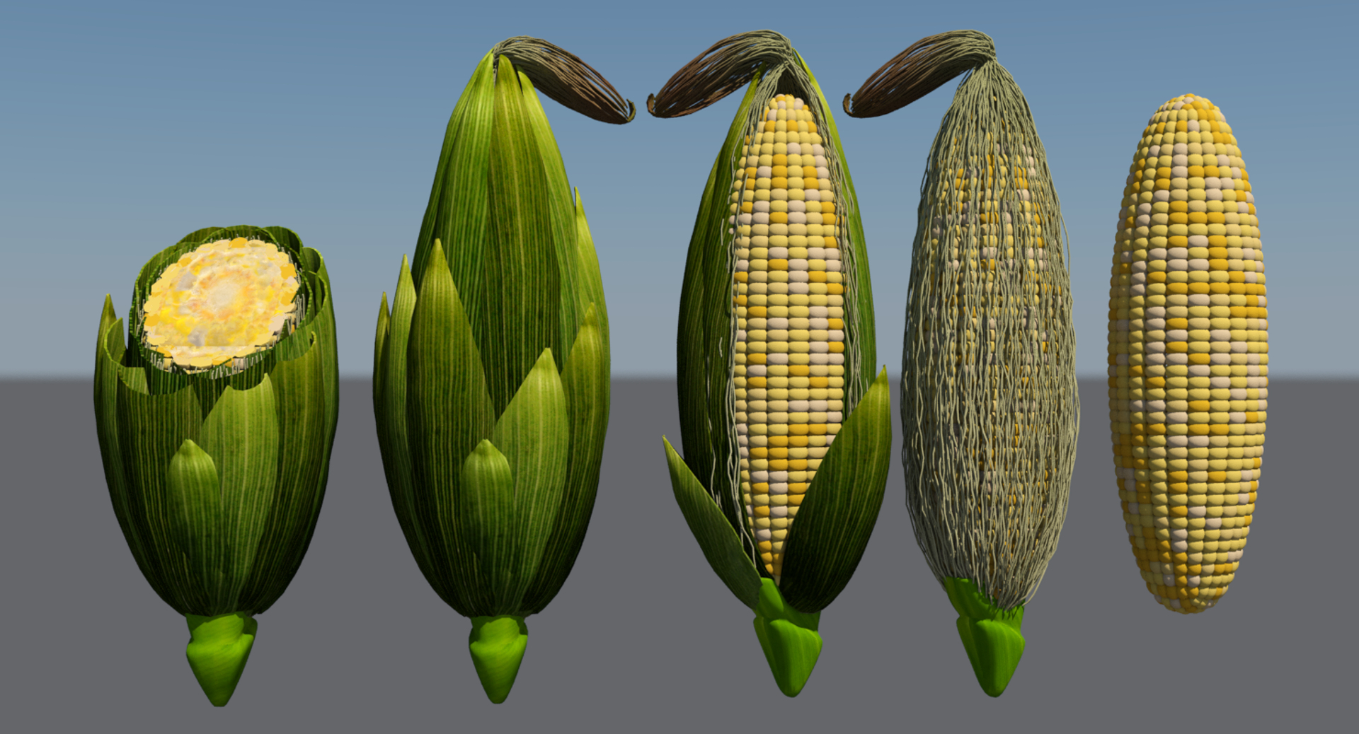 Corn Sliced Cut 3d Model