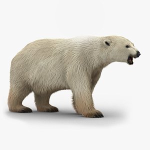 Download 3D Polar Bear Maya Models - TurboSquid