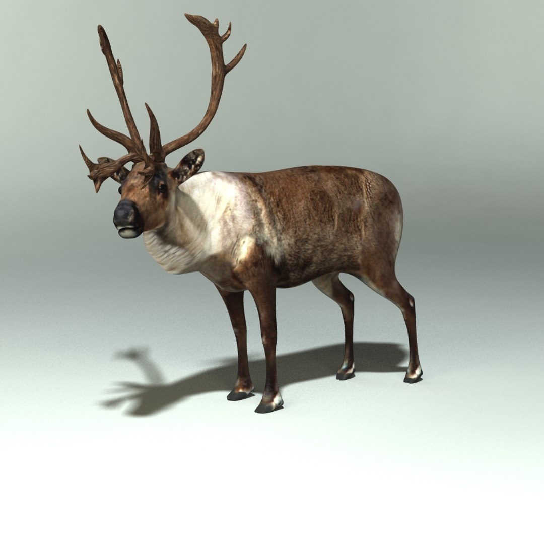 Deer Rein Reindeer 3d Model