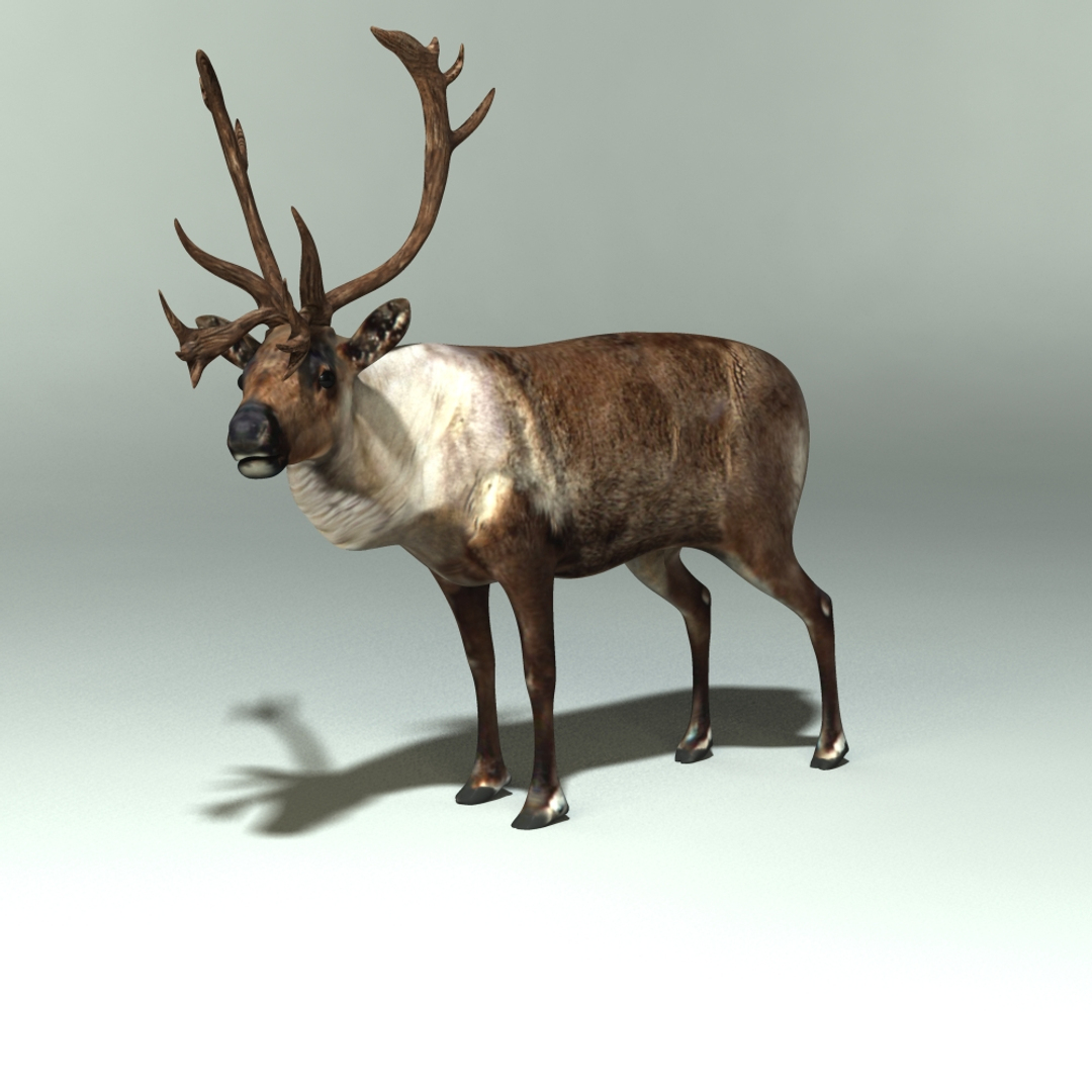 deer rein reindeer 3d model