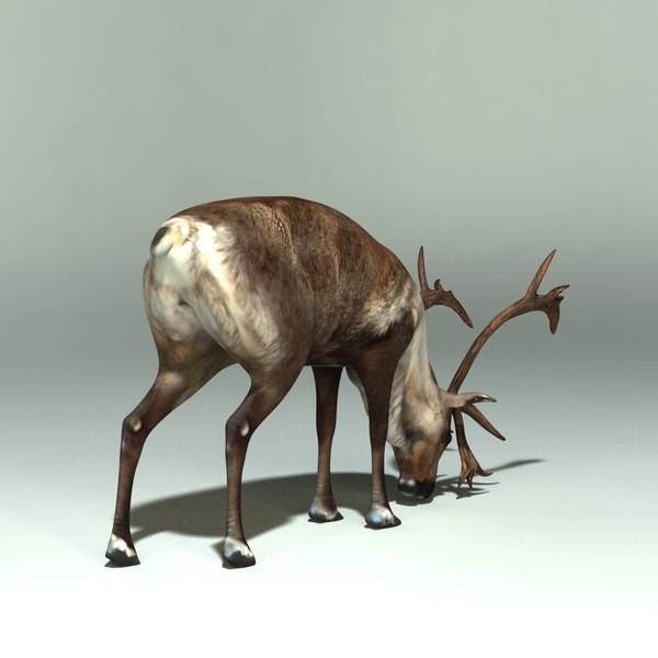 deer rein reindeer 3d model