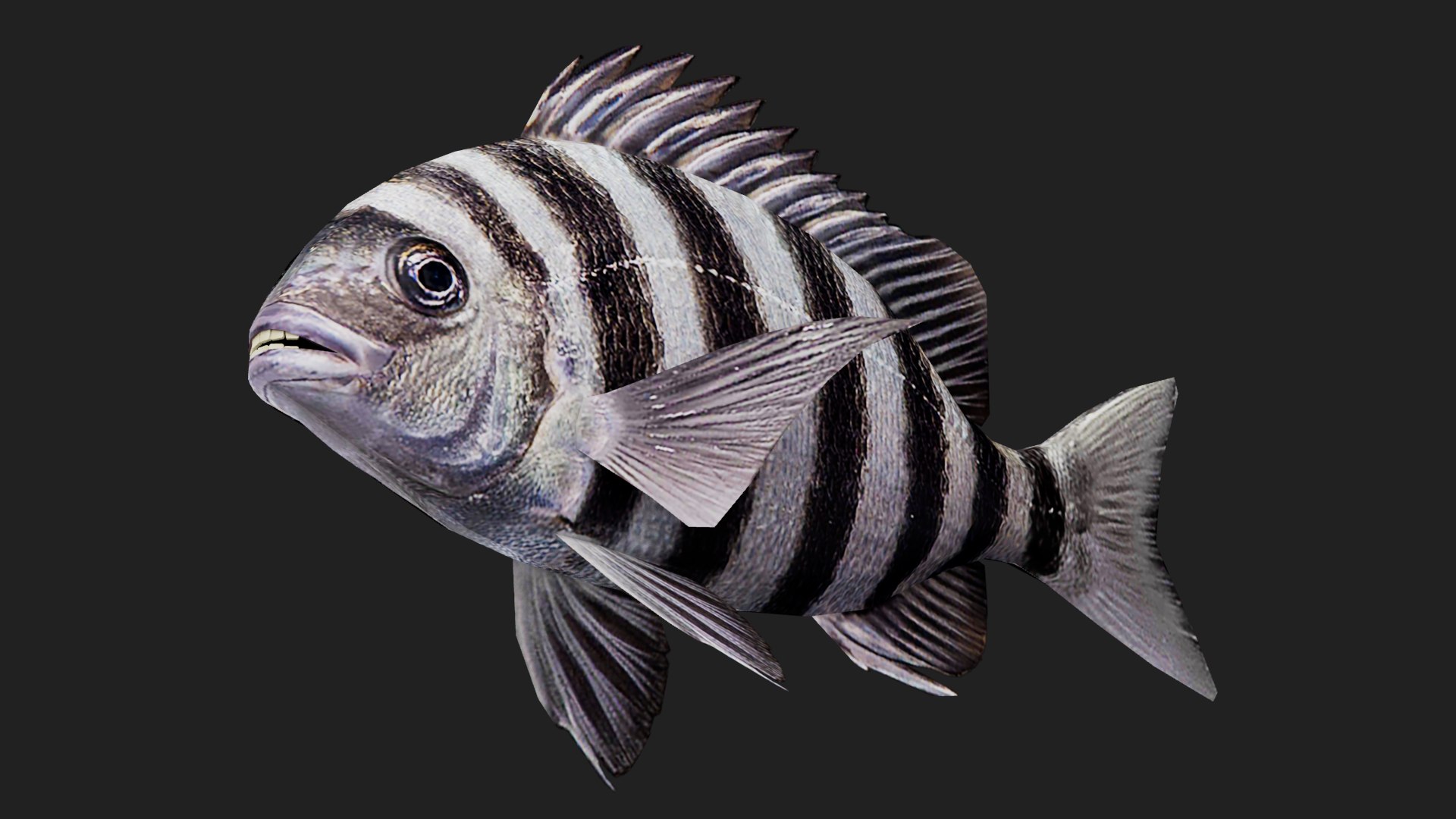 Snapper 3D - TurboSquid 2119704