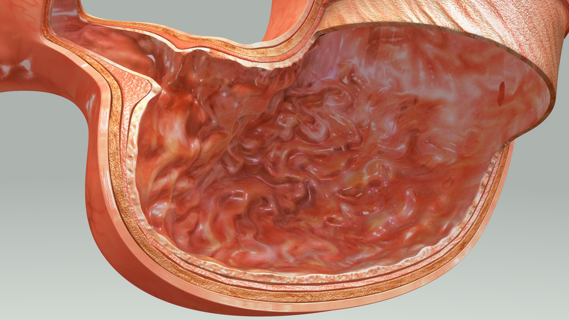 3d Stomach Layers