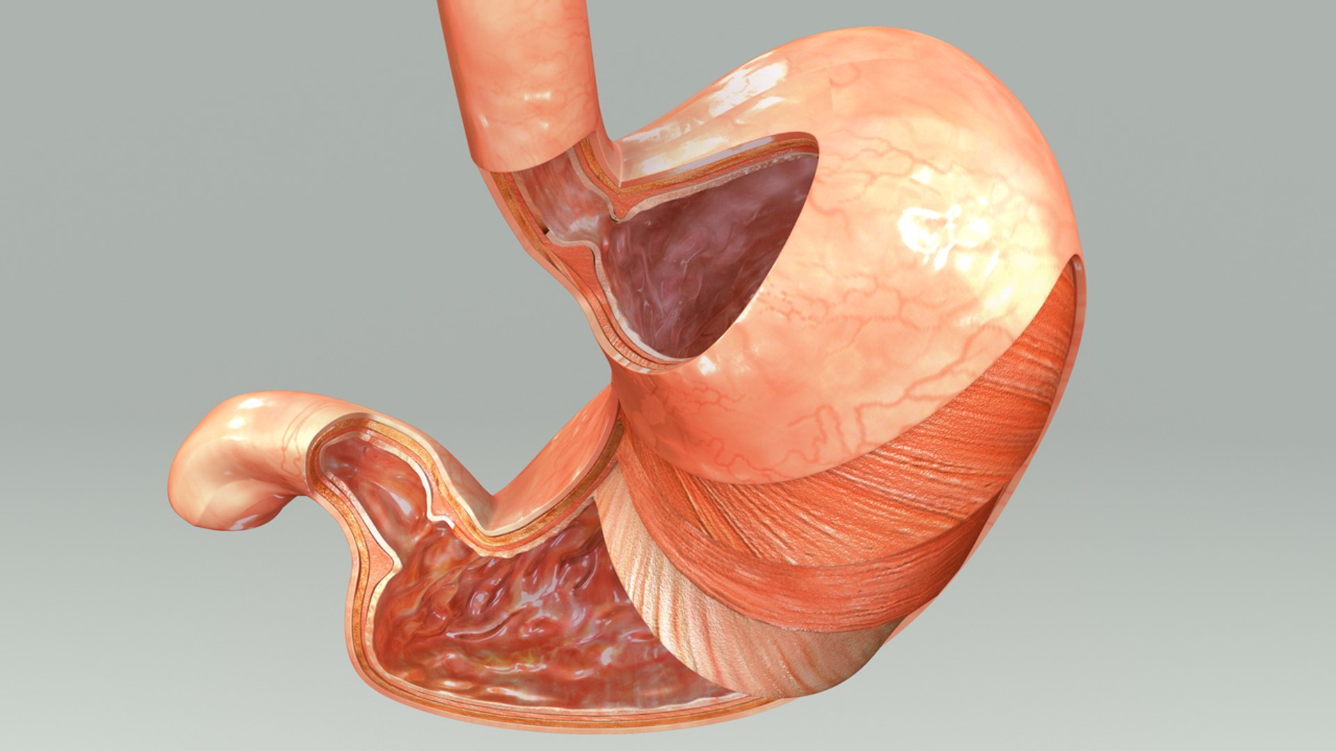 3d Stomach Layers