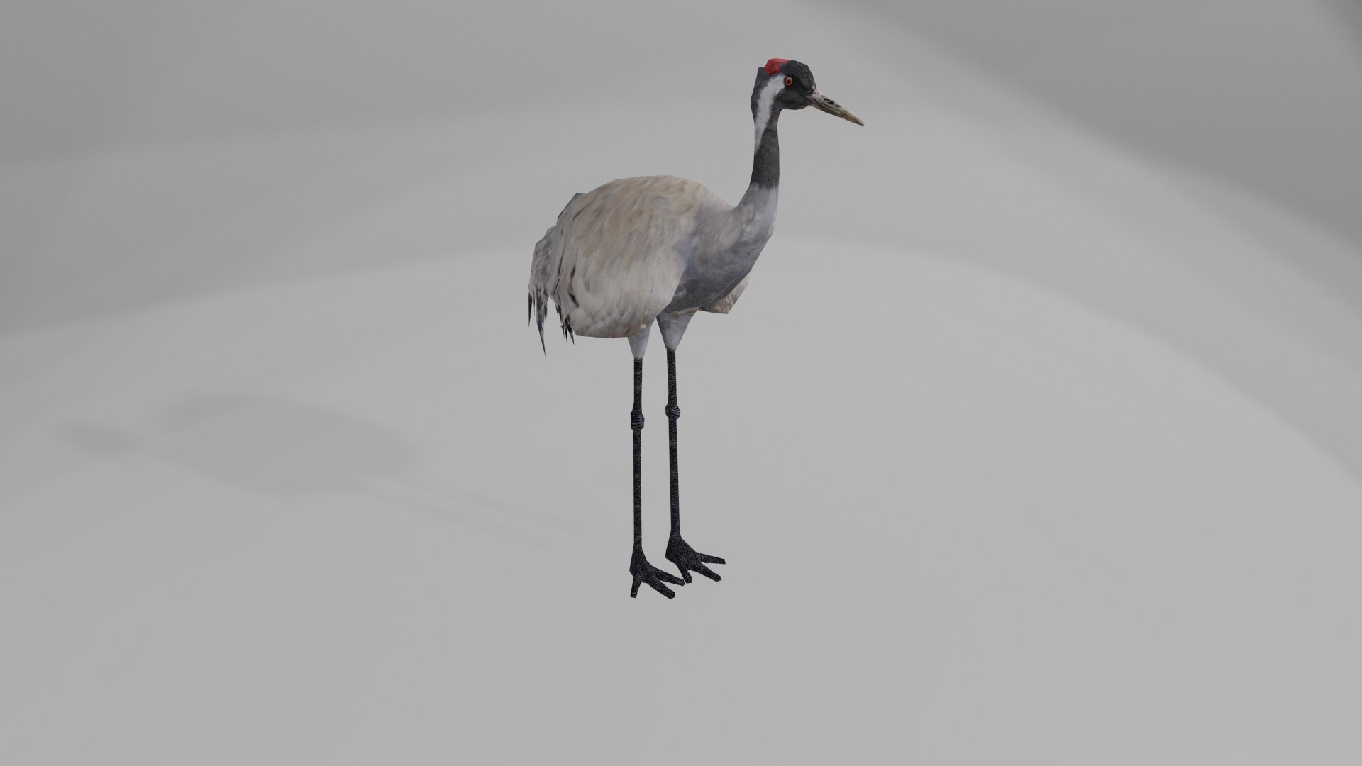 Crane bird package 3D model - TurboSquid 1310512