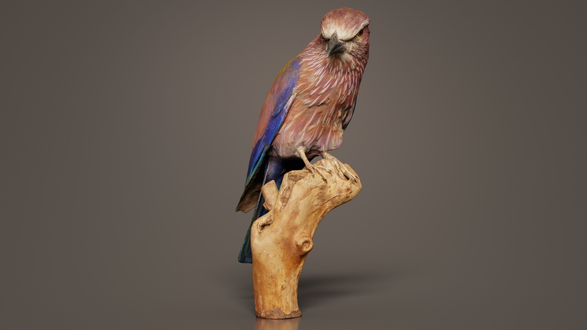 3D European Roller Coracias Garrulus Coraciidae Remastered - TurboSquid ...