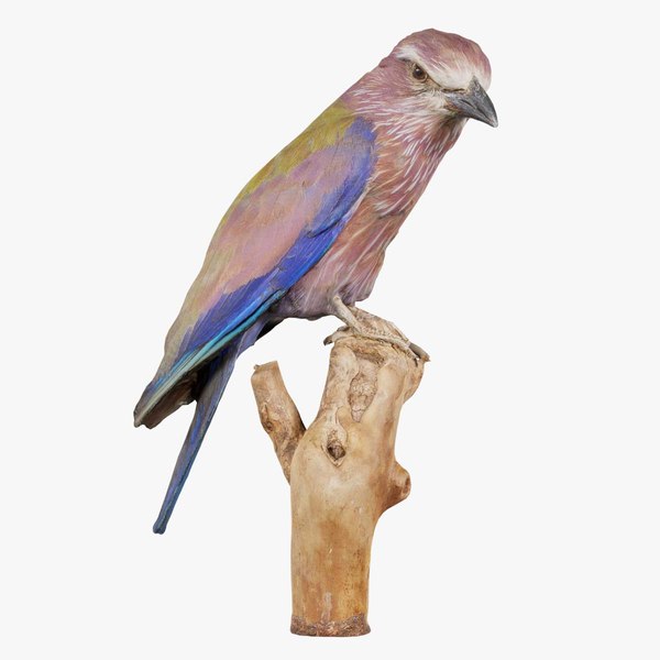 유럽 롤러 Coracias Garrulus Coraciidae Remastered 3D 모델 - TurboSquid 2359507