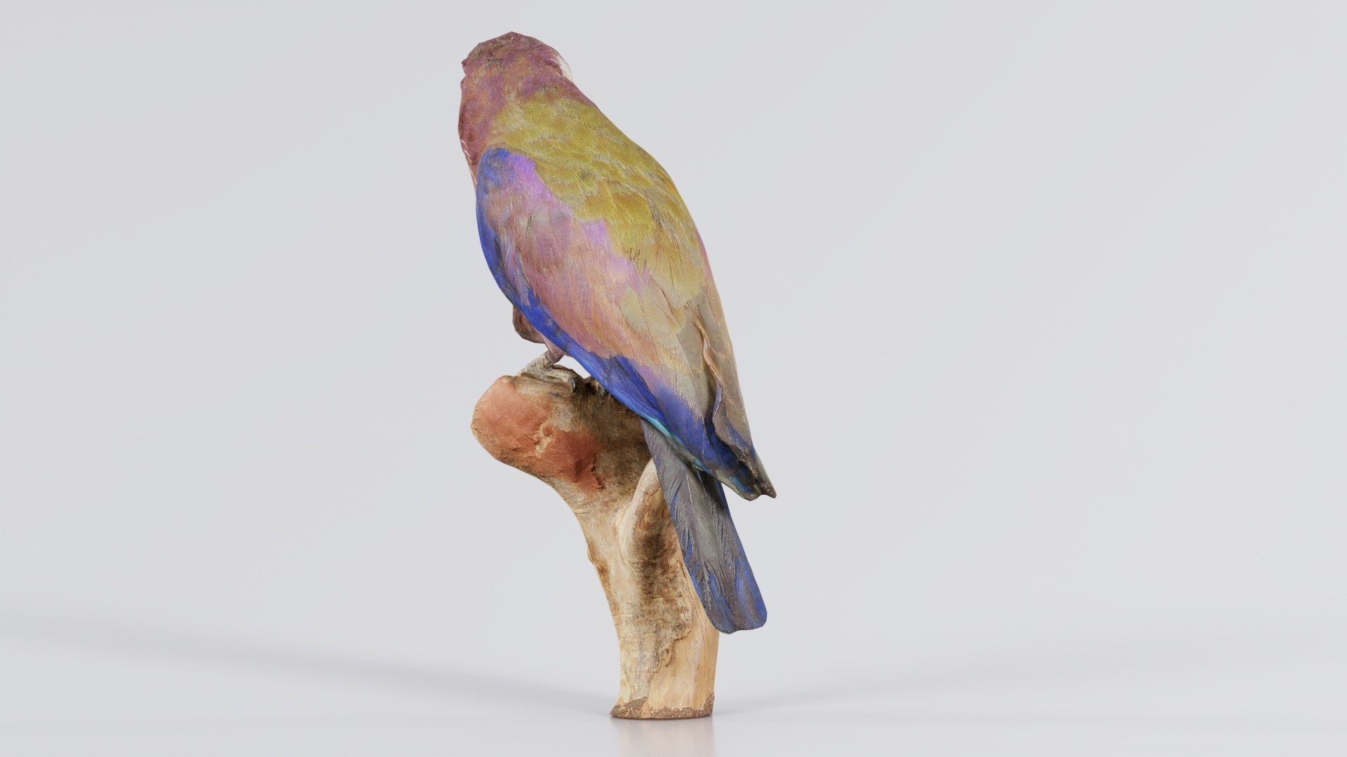 3D European Roller Coracias Garrulus Coraciidae Remastered - TurboSquid ...
