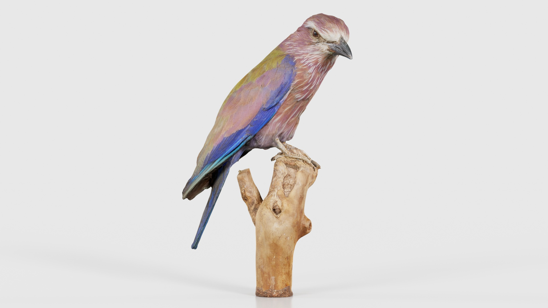 3D European Roller Coracias Garrulus Coraciidae Remastered - TurboSquid ...