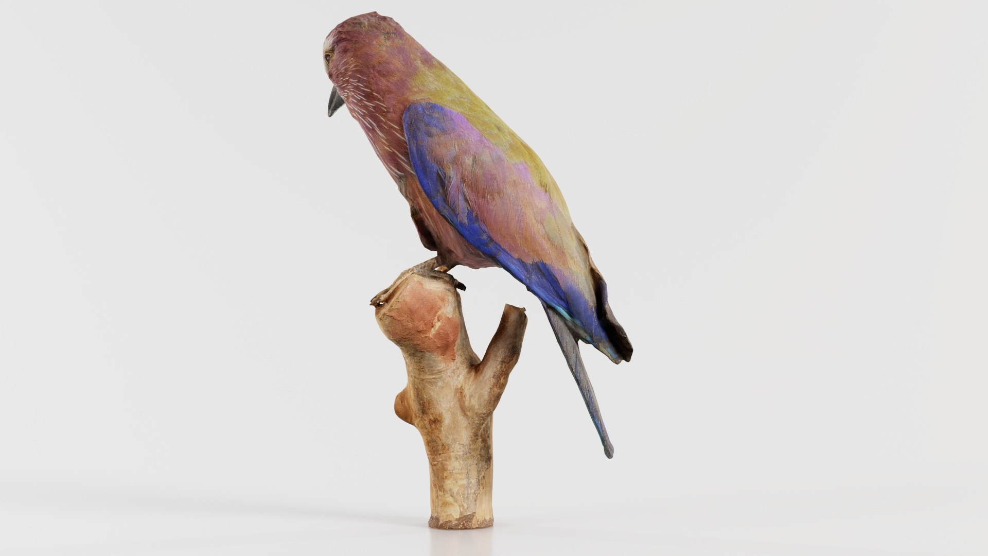 3D European Roller Coracias Garrulus Coraciidae Remastered - TurboSquid ...