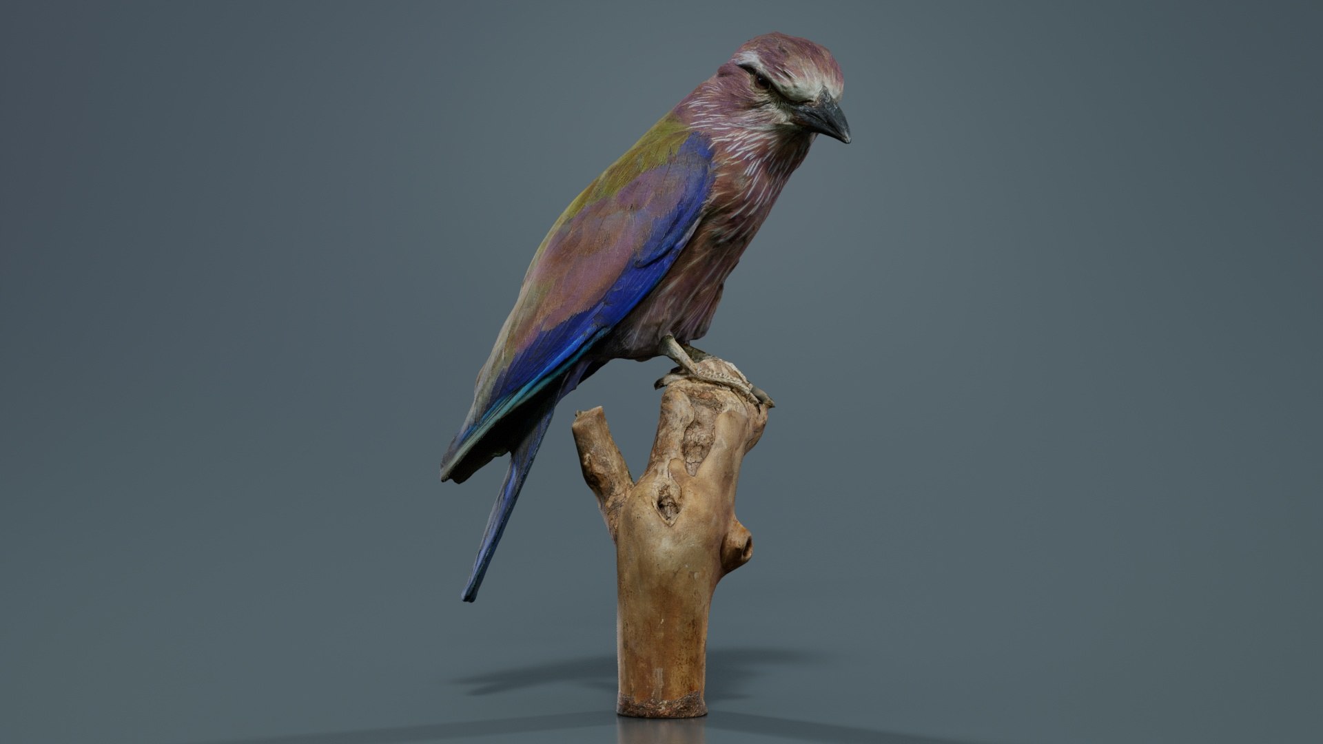 3D European Roller Coracias Garrulus Coraciidae Remastered - TurboSquid ...