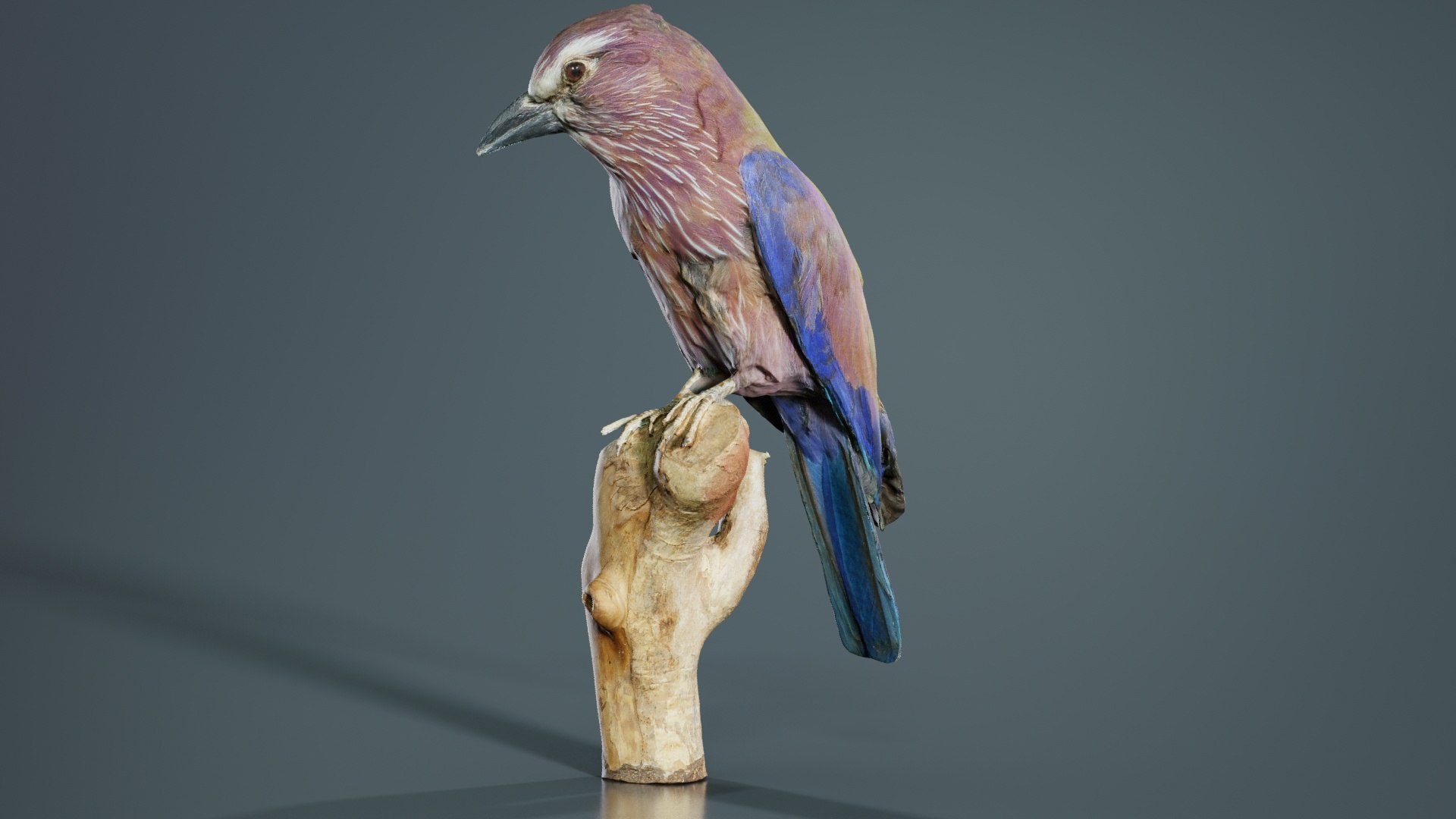3D European Roller Coracias Garrulus Coraciidae Remastered - TurboSquid ...