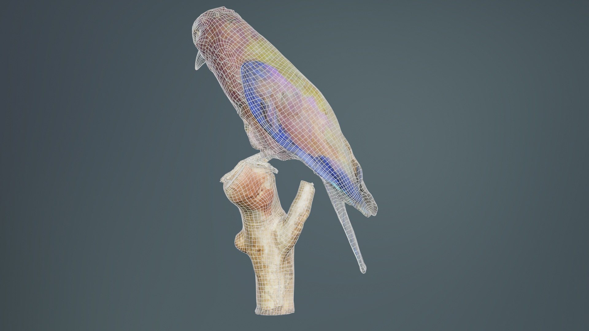 3D European Roller Coracias Garrulus Coraciidae Remastered - TurboSquid ...