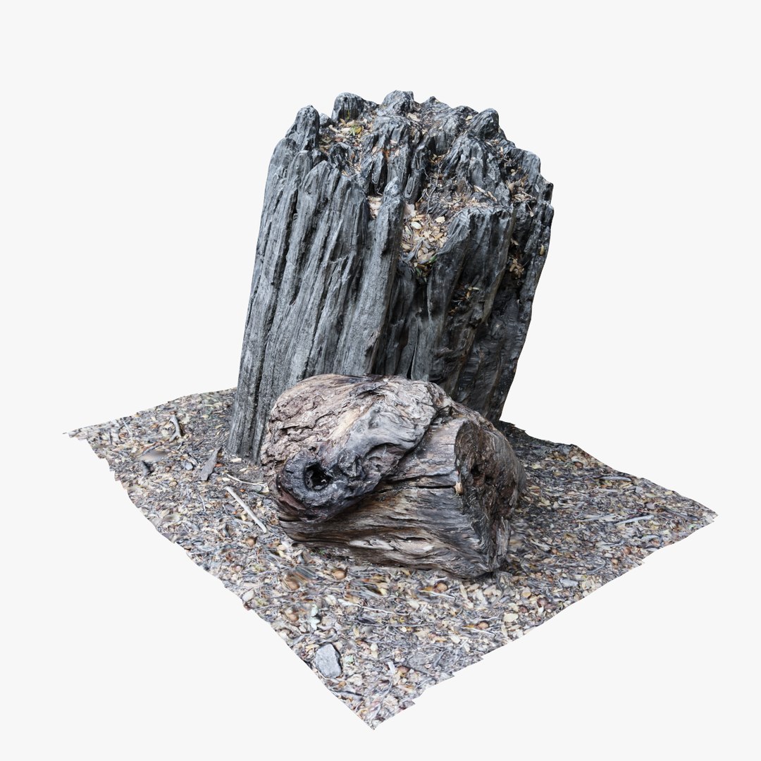 3D model coihue tree - TurboSquid 1597489