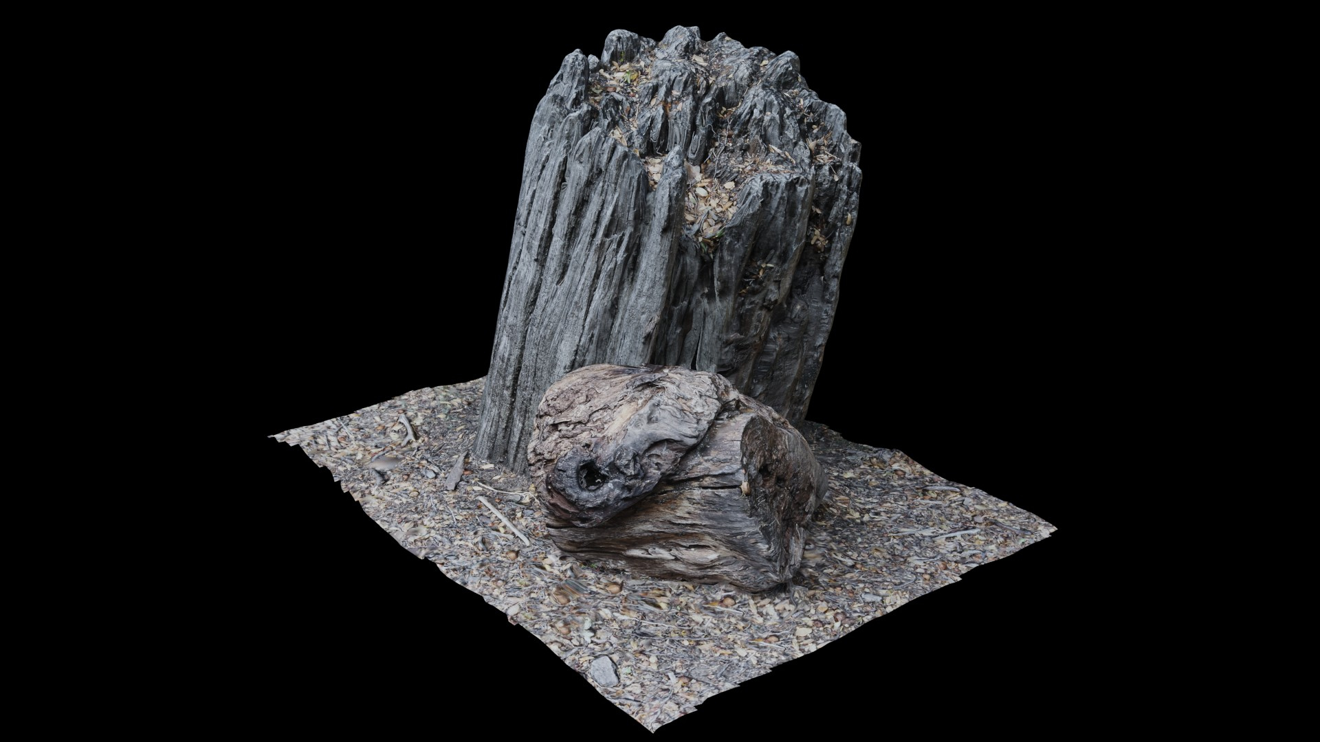 3D Model Coihue Tree - TurboSquid 1597489