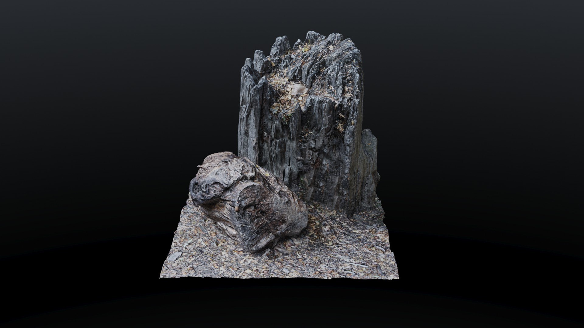 3D Model Coihue Tree - TurboSquid 1597489