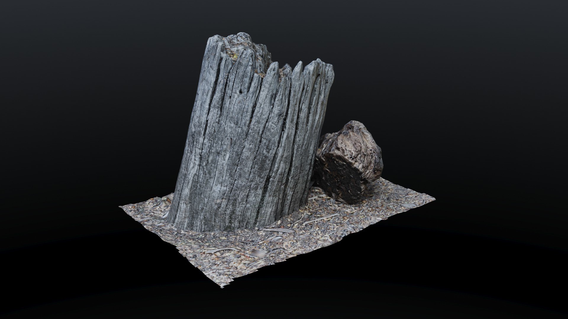 3D Model Coihue Tree - TurboSquid 1597489