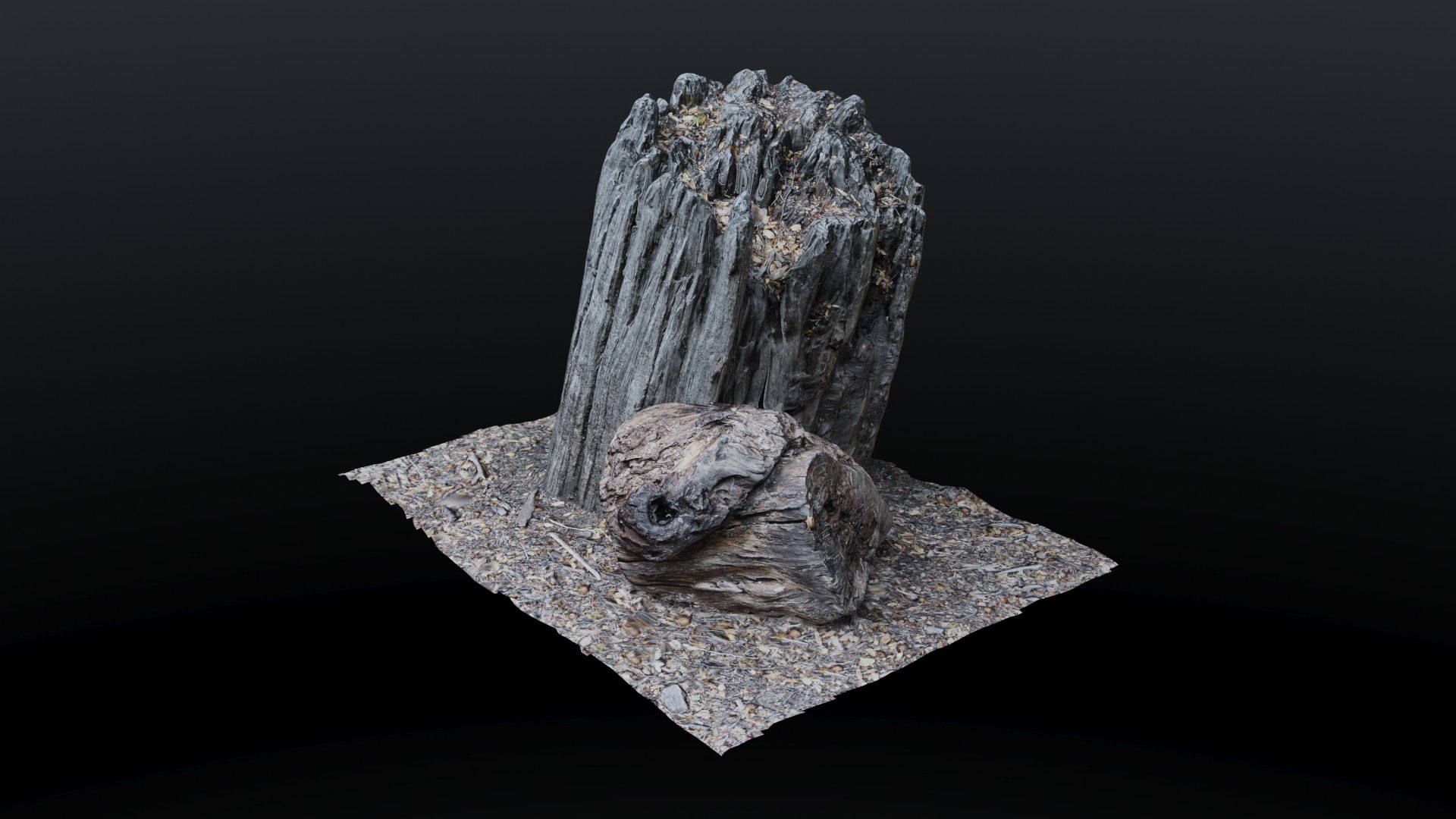 3D Model Coihue Tree - TurboSquid 1597489