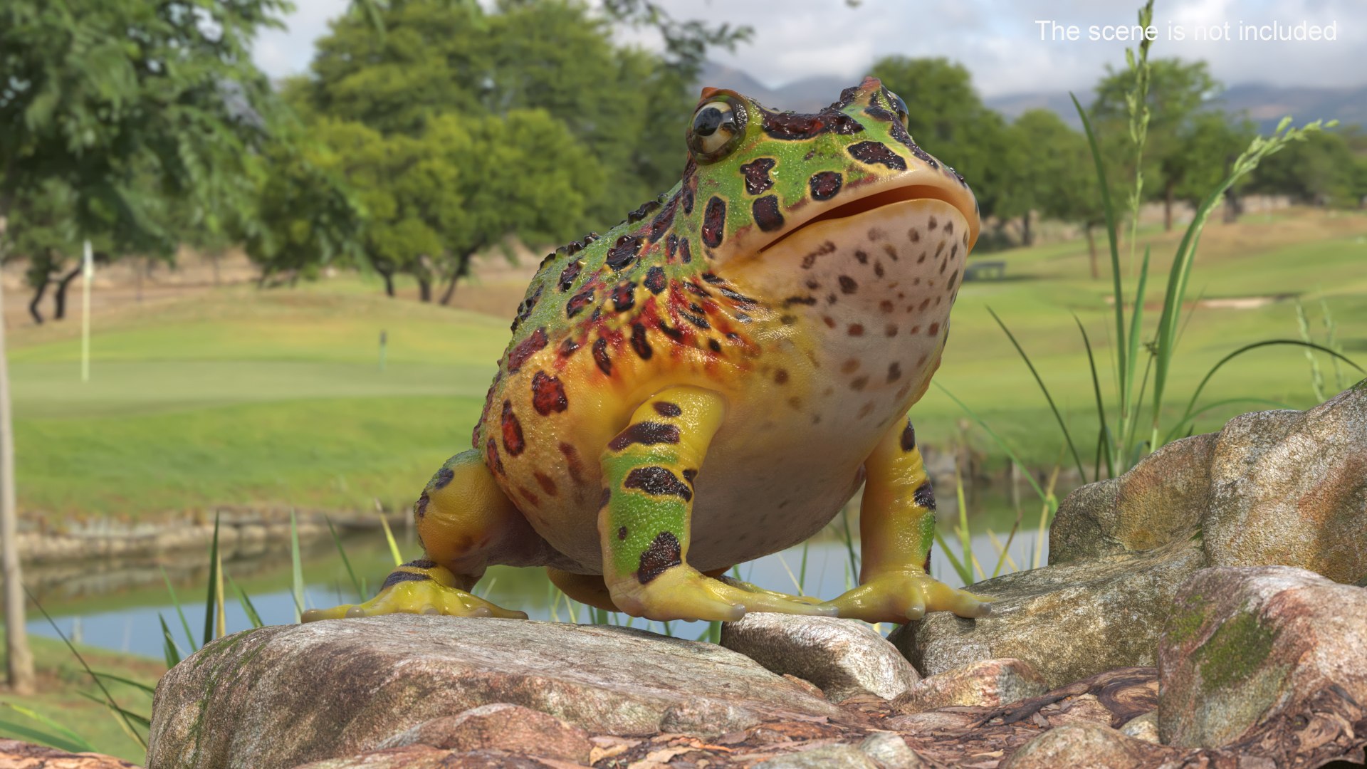 3D Ceratophrys Ornata Frog - TurboSquid 2307849