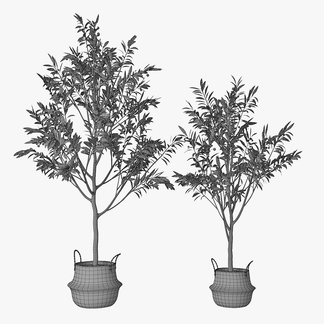 Olive trees model - TurboSquid 1605530