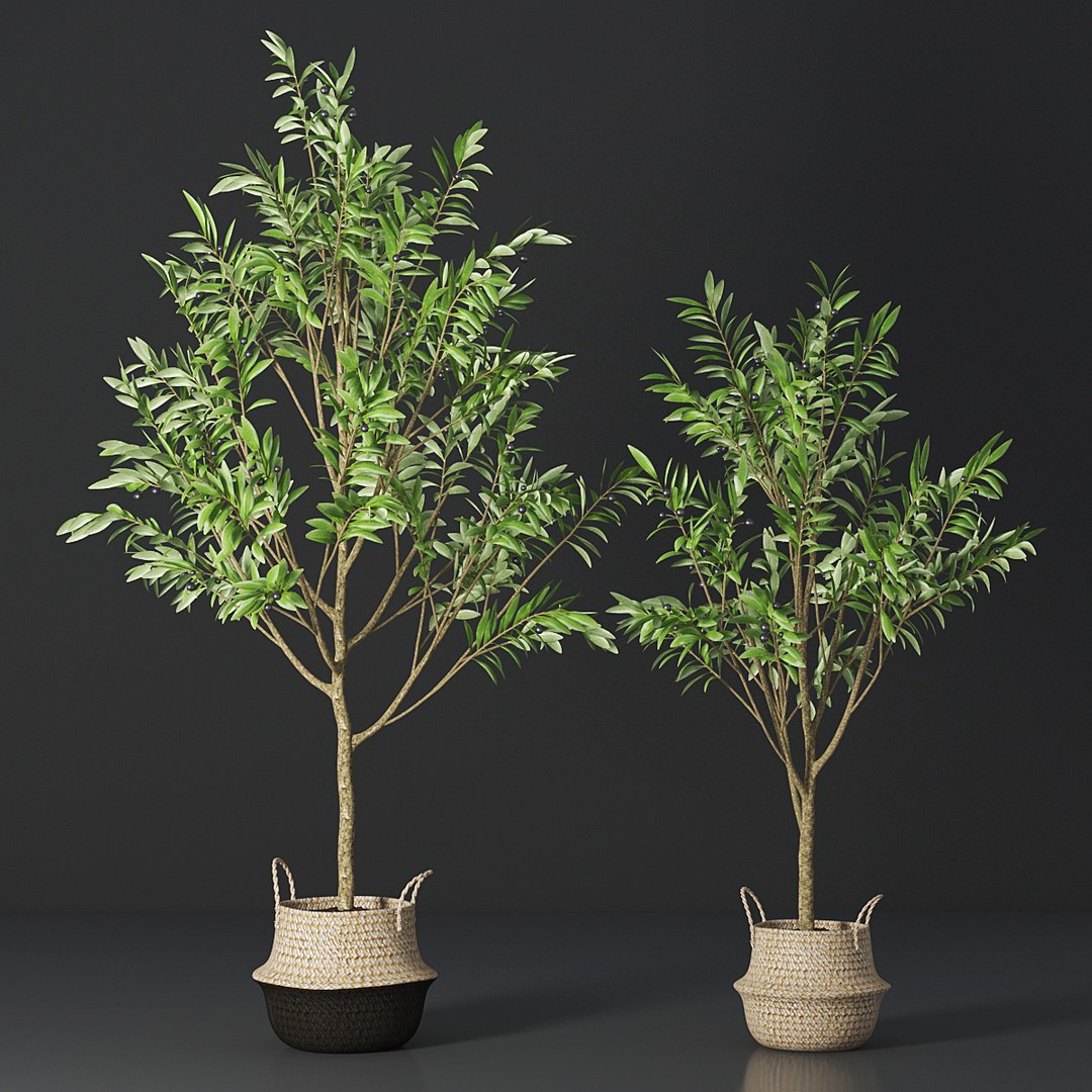 Olive trees model - TurboSquid 1605530