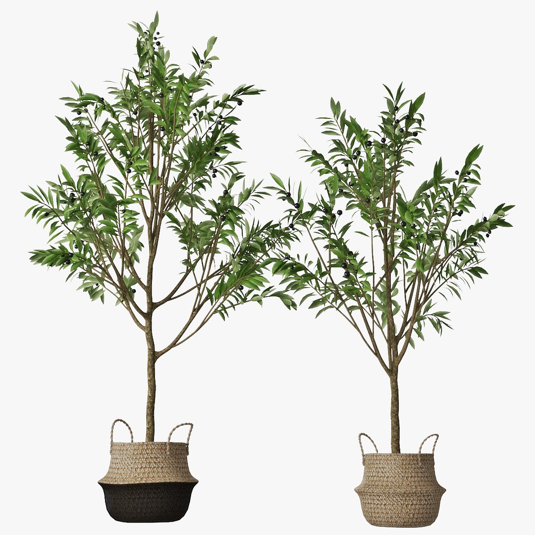 Olive trees model - TurboSquid 1605530