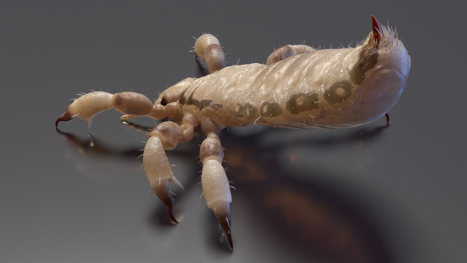 Parasitic Insect Louse White Eating Pose Model - TurboSquid 2284173