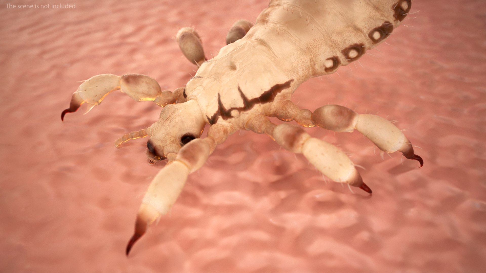 Parasitic Insect Louse White Eating Pose Model - TurboSquid 2284173