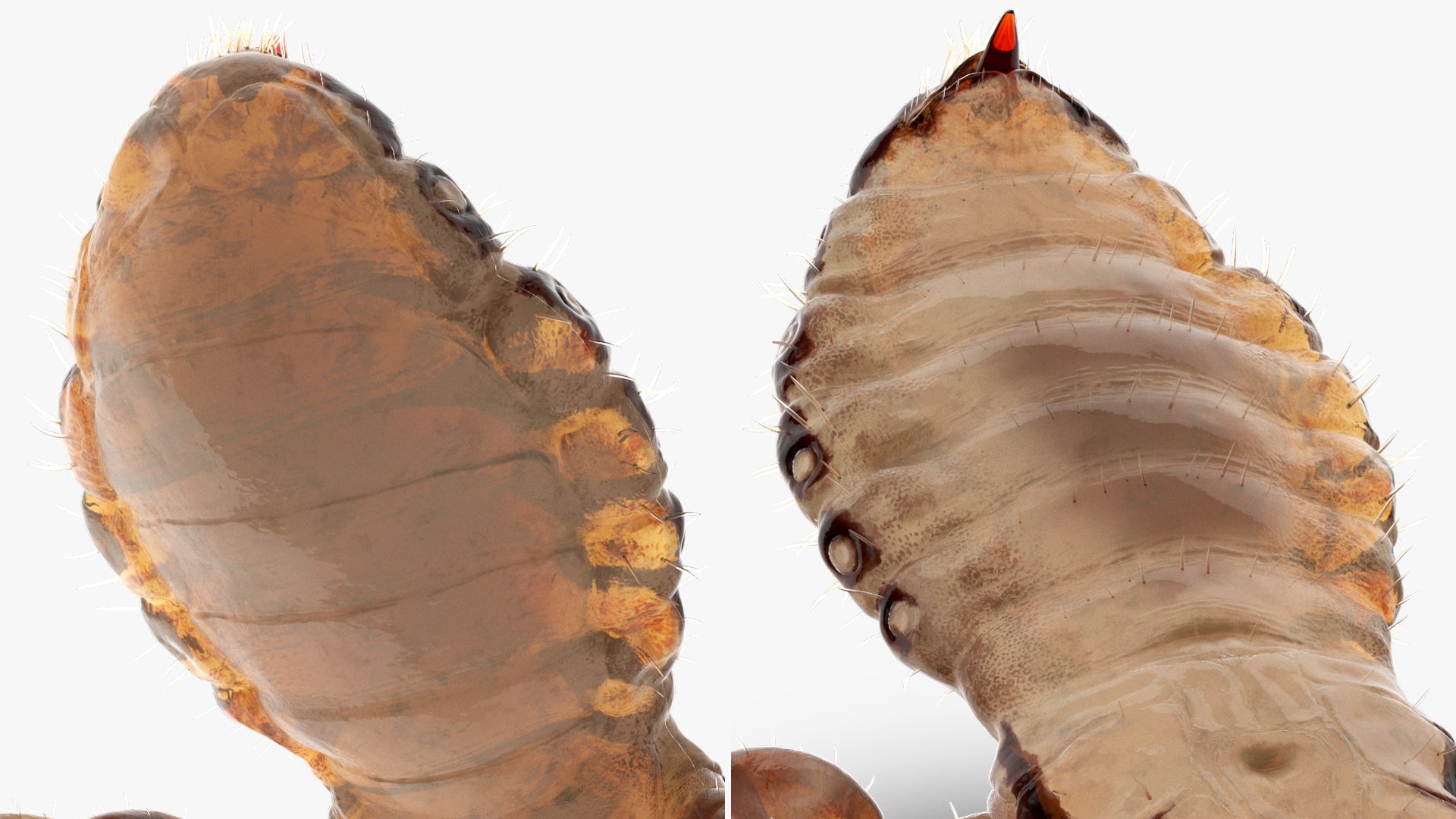 Parasitic Insect Louse White Eating Pose Model - TurboSquid 2284173