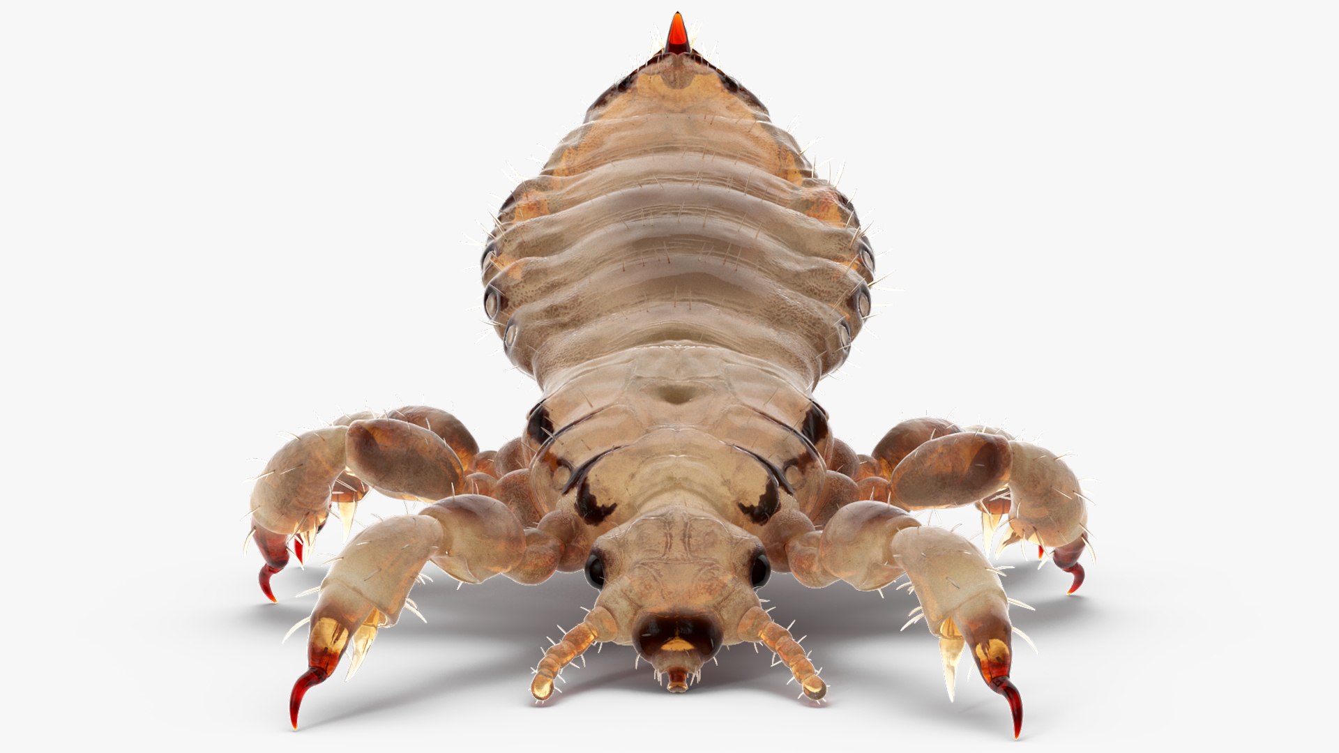 Parasitic Insect Louse White Eating Pose Model - TurboSquid 2284173