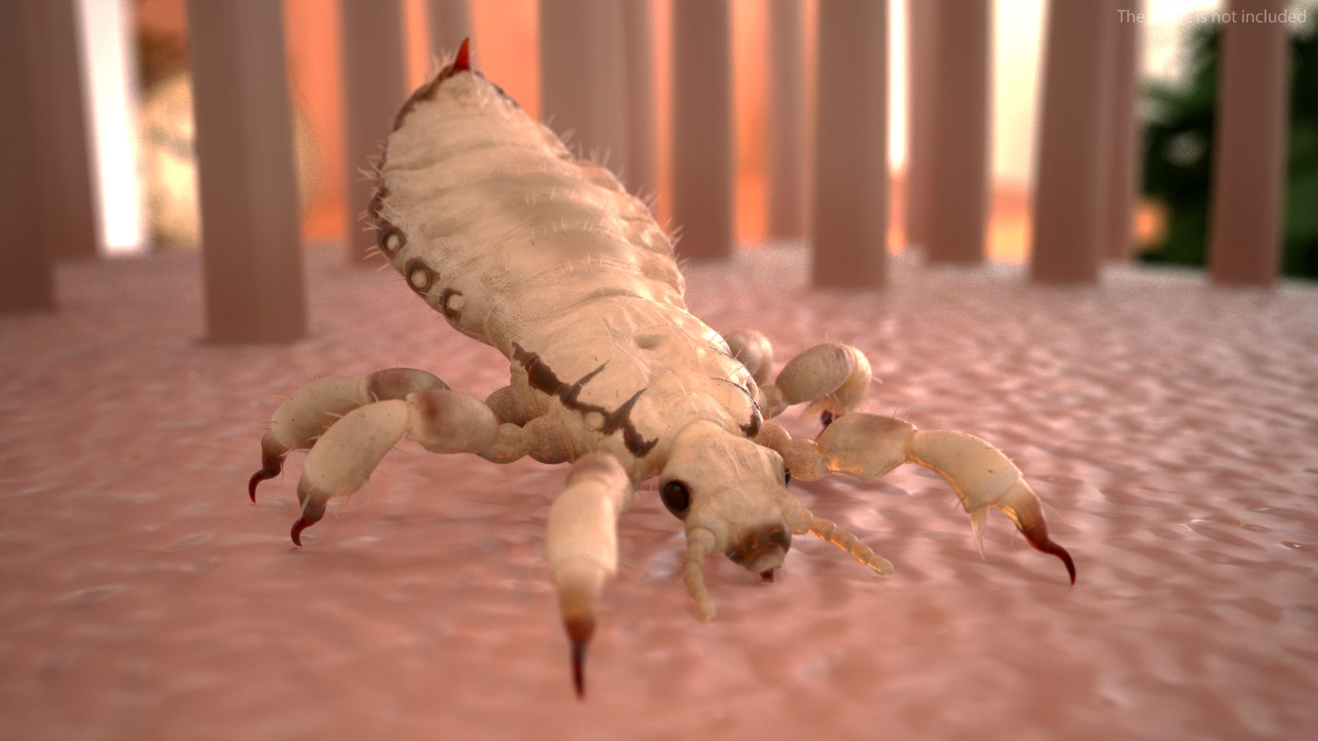 Parasitic Insect Louse White Eating Pose Model - TurboSquid 2284173