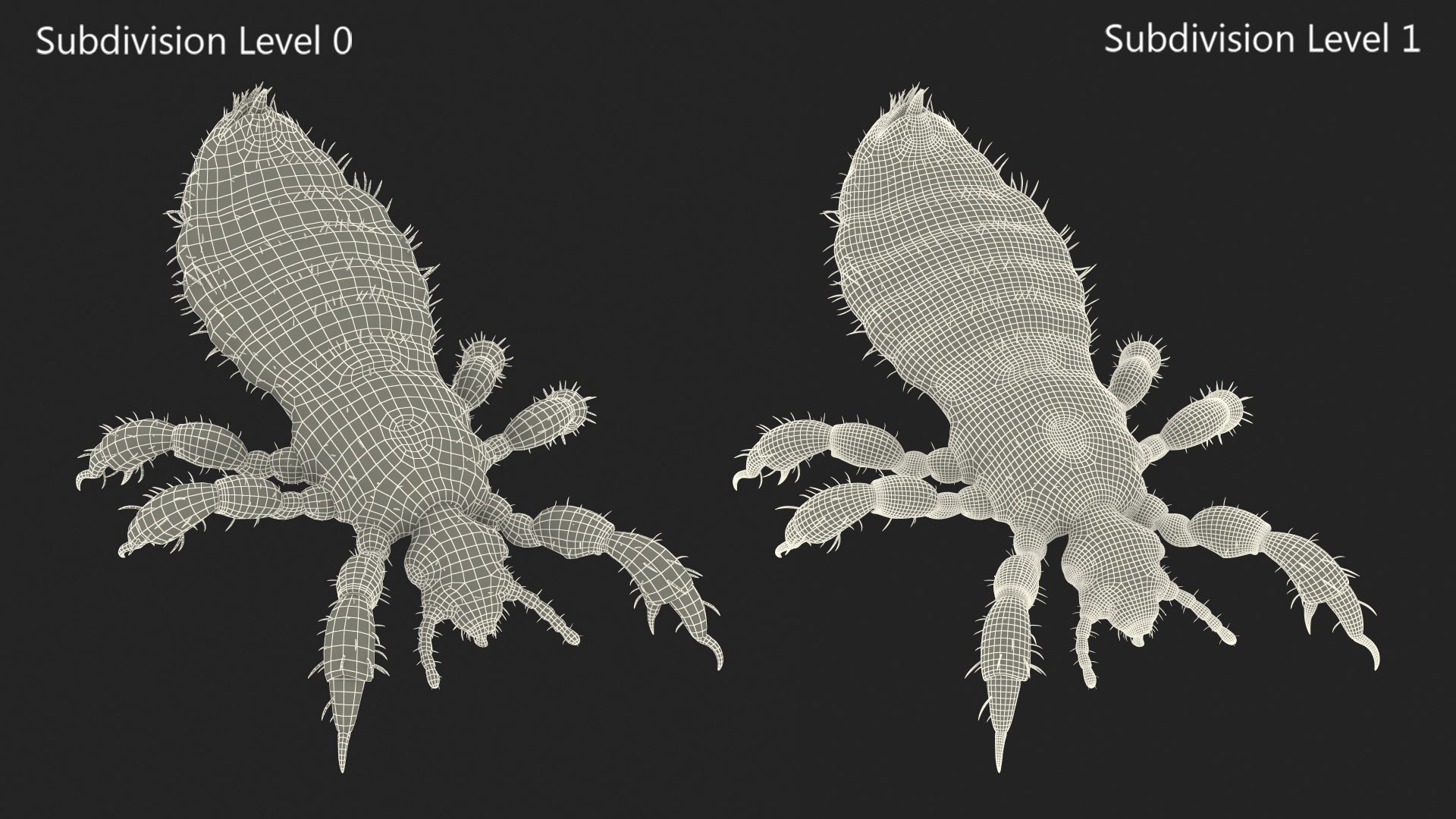 Parasitic Insect Louse White Eating Pose Model - TurboSquid 2284173