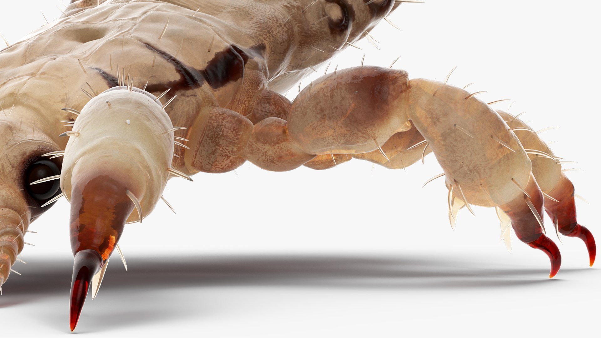 Parasitic Insect Louse White Eating Pose Model - TurboSquid 2284173