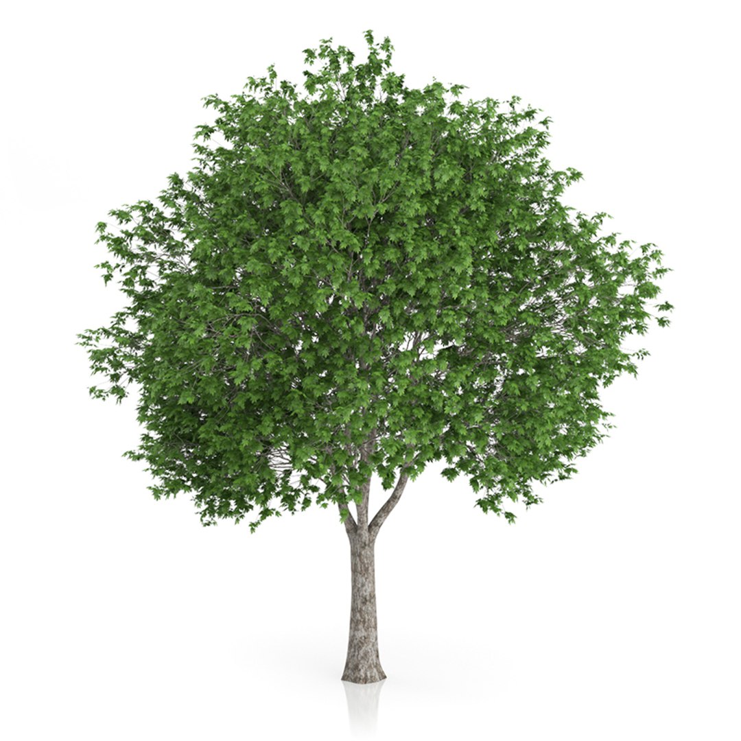 London Plane Tree Platanus 3d Obj